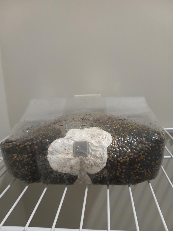 'ShroomTek' | Best All-In-One Grow Bag for Mushroom Cultivation – North ...