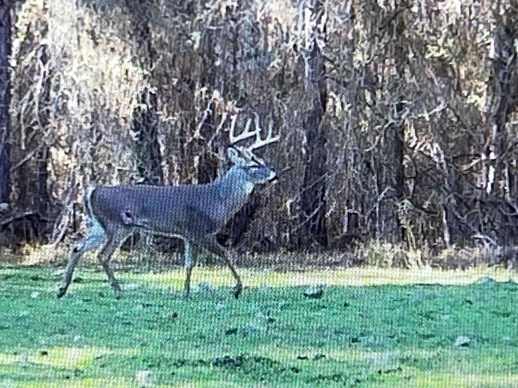 Spartan GoCam | Cellular Trail Camera – Spartan Camera