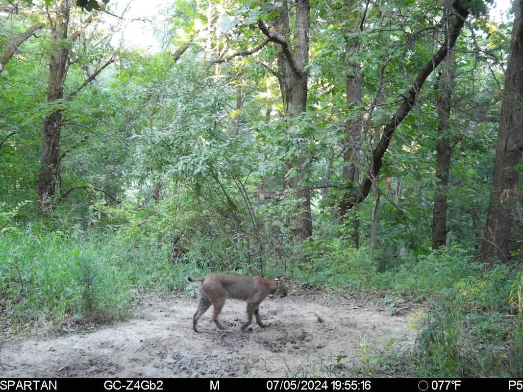 Spartan GoCam | Cellular Trail Camera – Spartan Camera