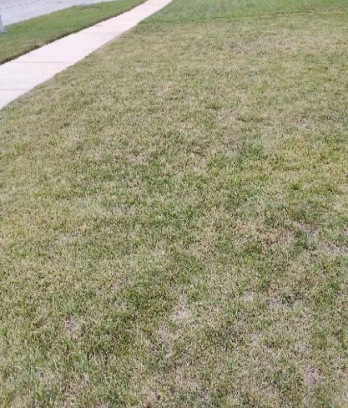 Jonathan Green Black Beauty Ultra Grass Seed 1 50 lbs