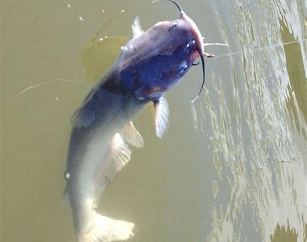 Original Chop Stick Catfishing Rod – Catfish Sumo