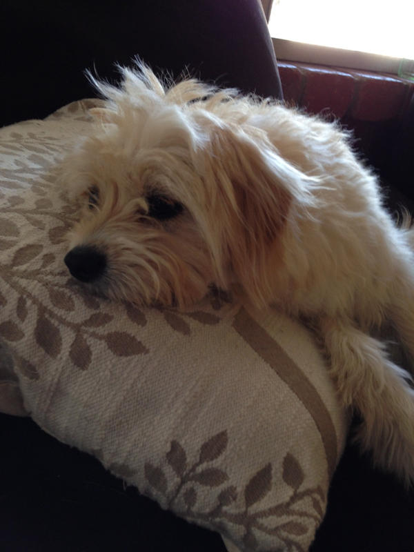 Dog Food Reviews 🐶 | Scratch Pet Food