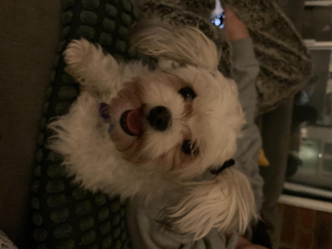 Dog Food Reviews 🐶 | Scratch Pet Food