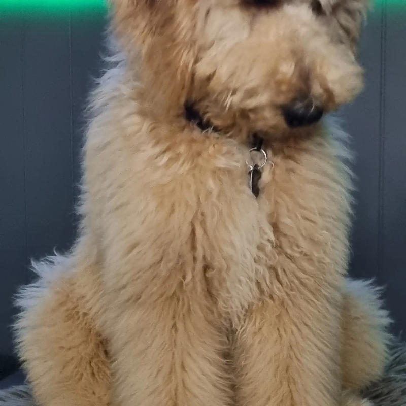 Dog Food Reviews 🐶 | Scratch Pet Food