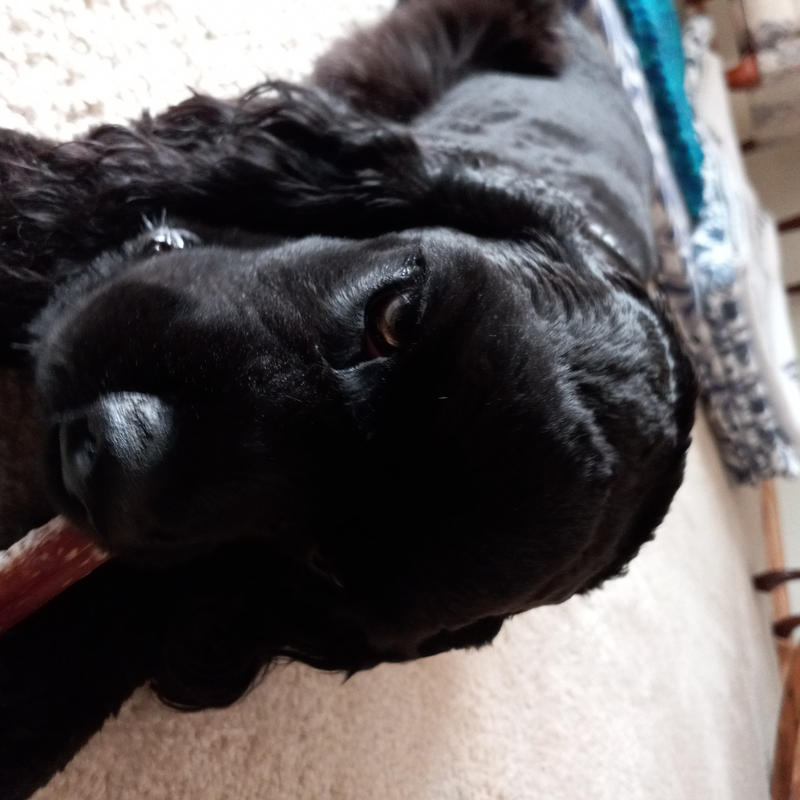 OptiLife Multivitamin for Adult Dogs - 15 Day Free Trial – Alpha Dog ...