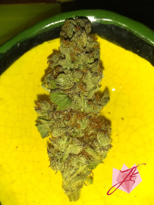 2025 Kick Off - THCA Strains - 7 Gram Bags - JK Distro