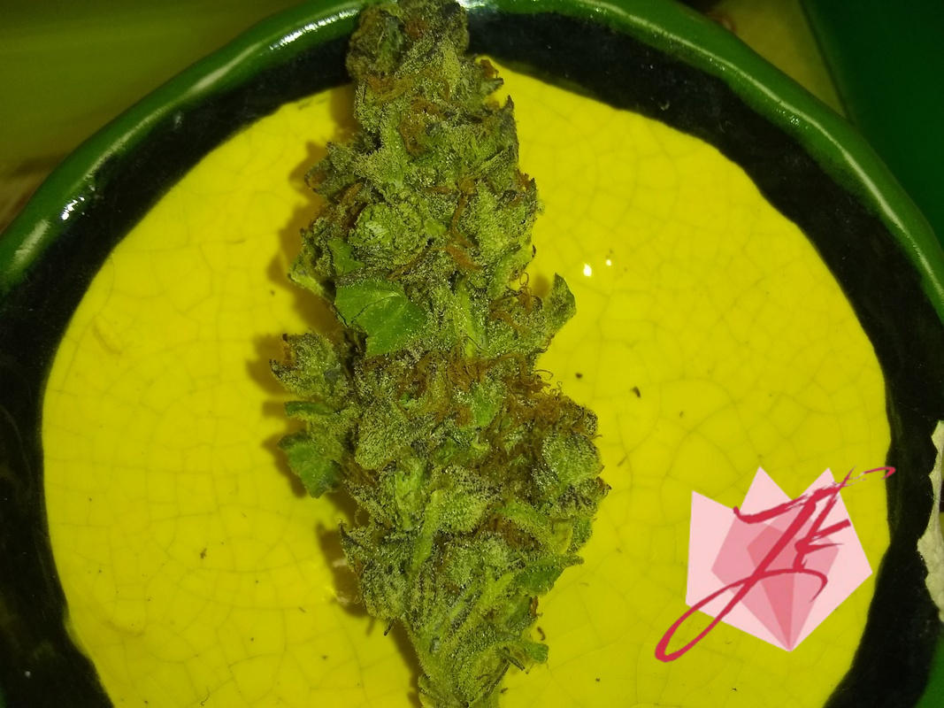 2025 Kick Off - THCA Strains - 7 Gram Bags - JK Distro