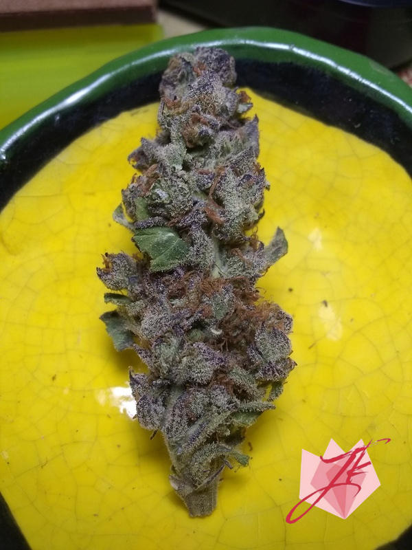 2025 Kick Off - THCA Strains - 7 Gram Bags - JK Distro