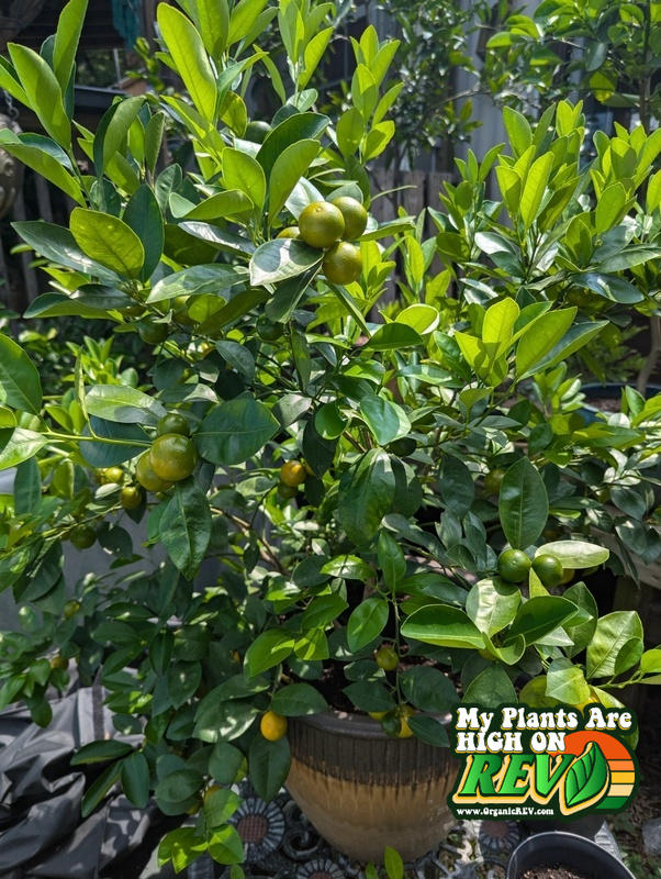 Organic REV 32oz – Professional-Grade Plant Growth Enhancer for Home G ...