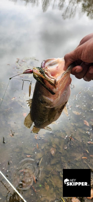 Squidy Bits Tentacles — Salted Squid — Fishing Bait – Hey Skipper