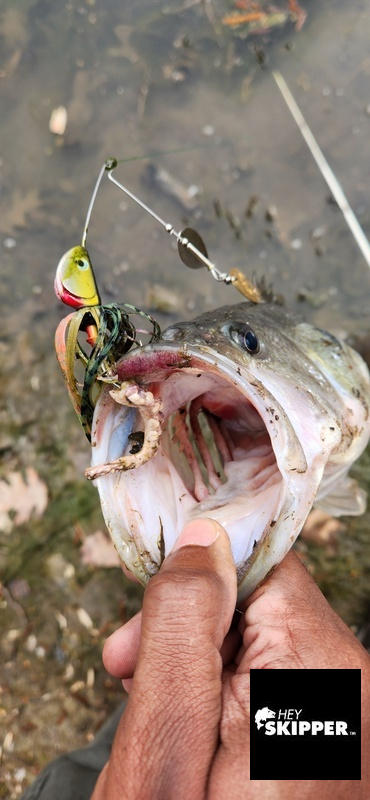 Squidy Bits Tentacles — Salted Squid — Fishing Bait – Hey Skipper