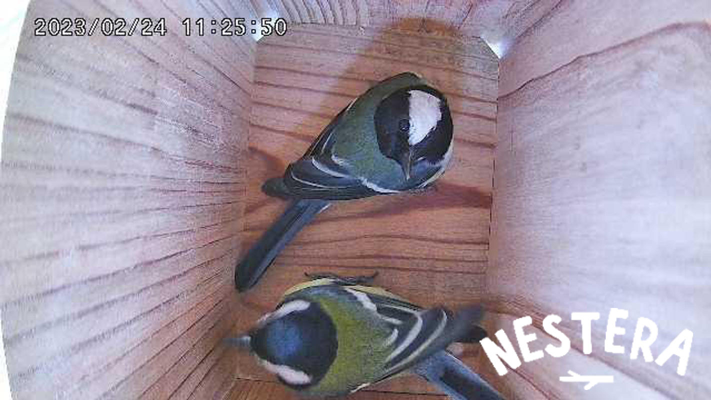 WiFi Battery Bird Box Camera with Solar Panel