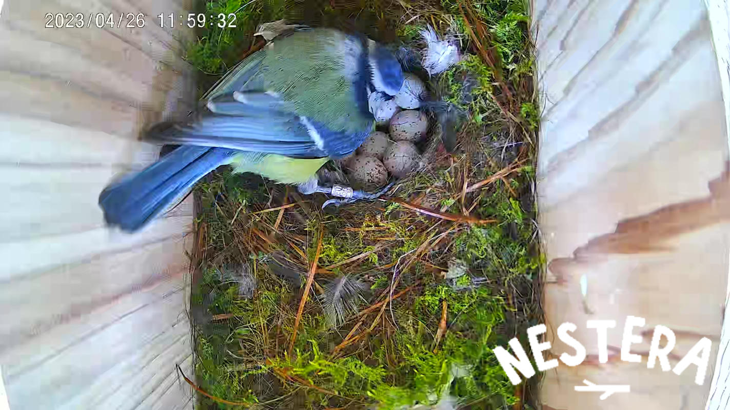 WiFi Battery Bird Box Camera with Solar Panel