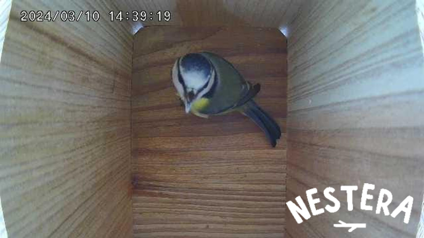 WiFi Battery Bird Box Camera with Solar Panel