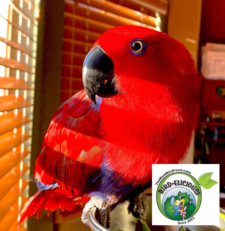 Eclectus OWD 16oz - BirDelicious! Origins Wild Diet®