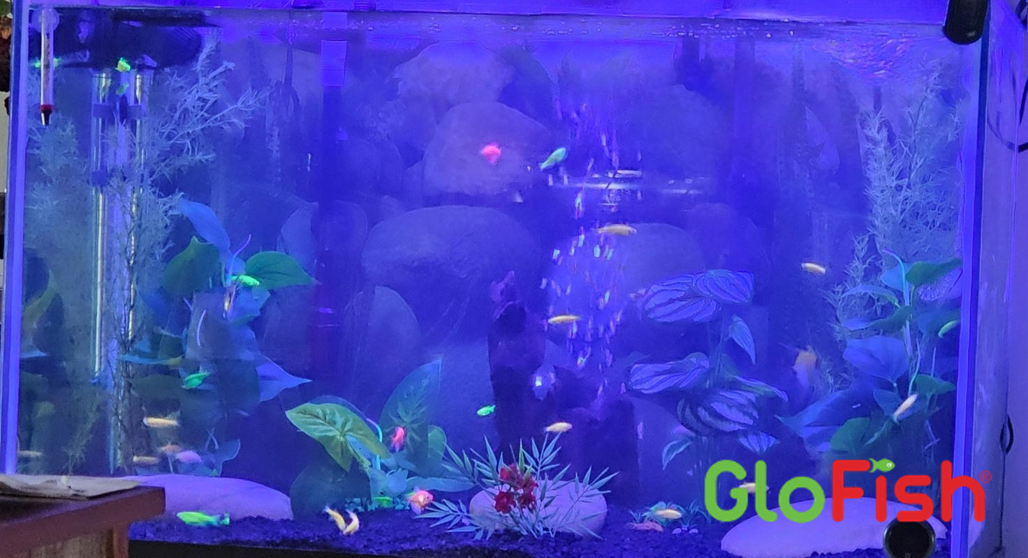 GloFish GloFish® Zebra Danio Single Color Set (6ct) Review