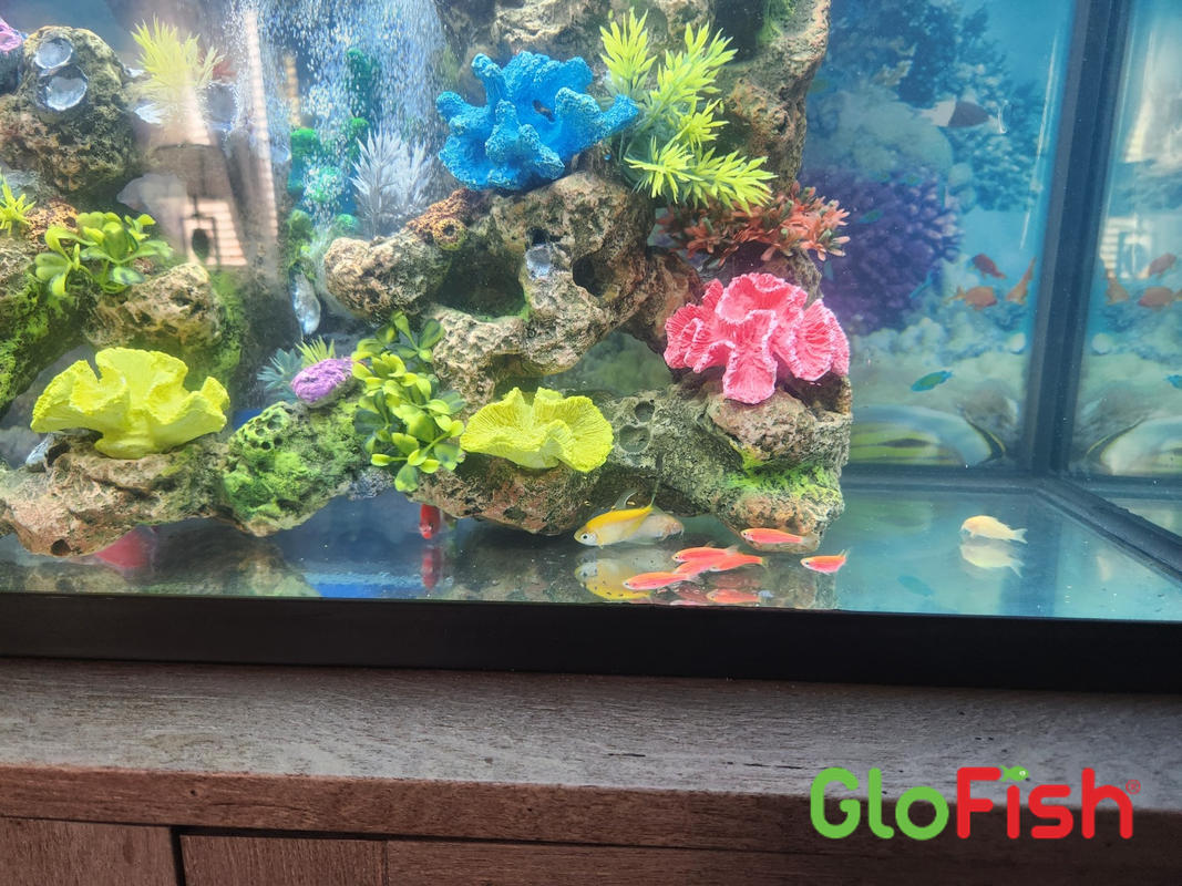 GloFish GloFish® Zebra Danio Single Color Set (6ct) Review