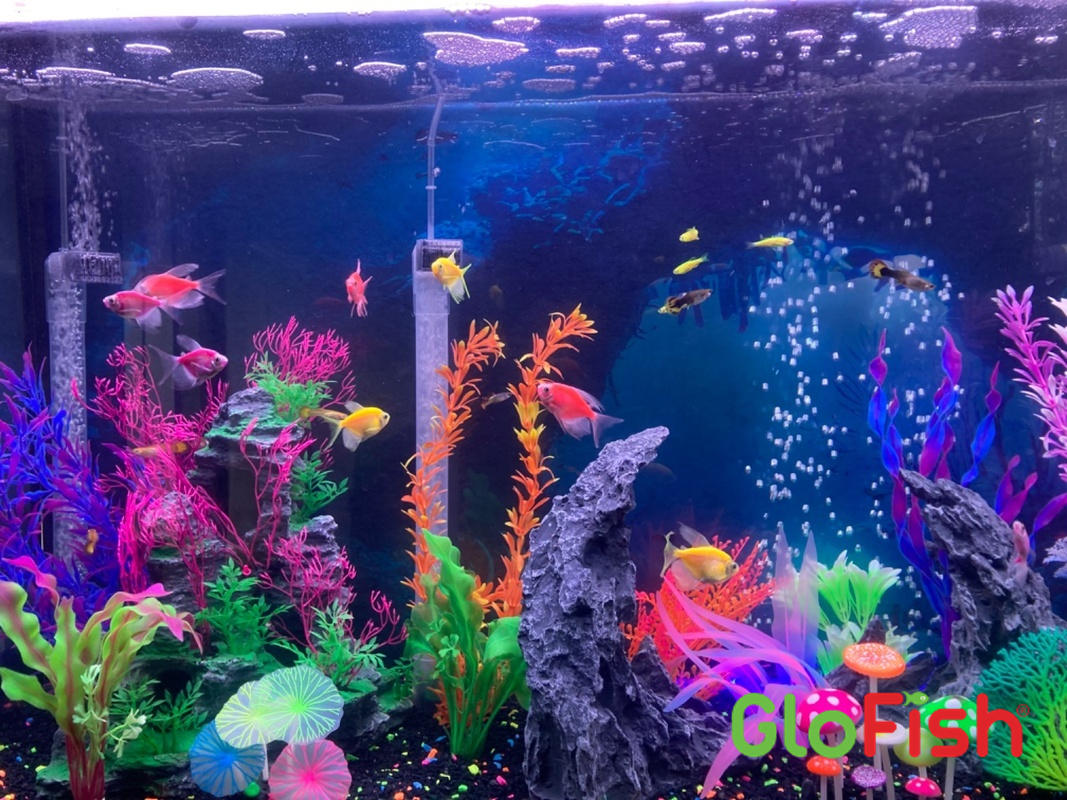 GloFish GloFish® Long-Fin Skirt Tetra Single Color Set (5ct) Review