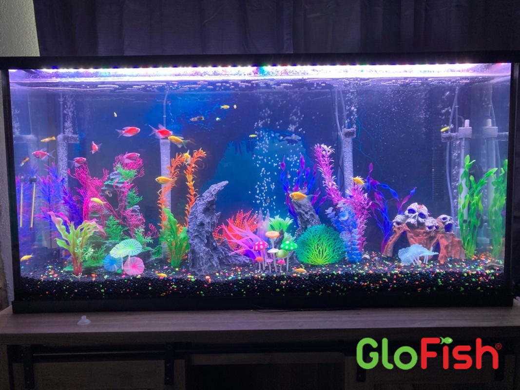 GloFish GloFish® Long-Fin Skirt Tetra Single Color Set (5ct) Review