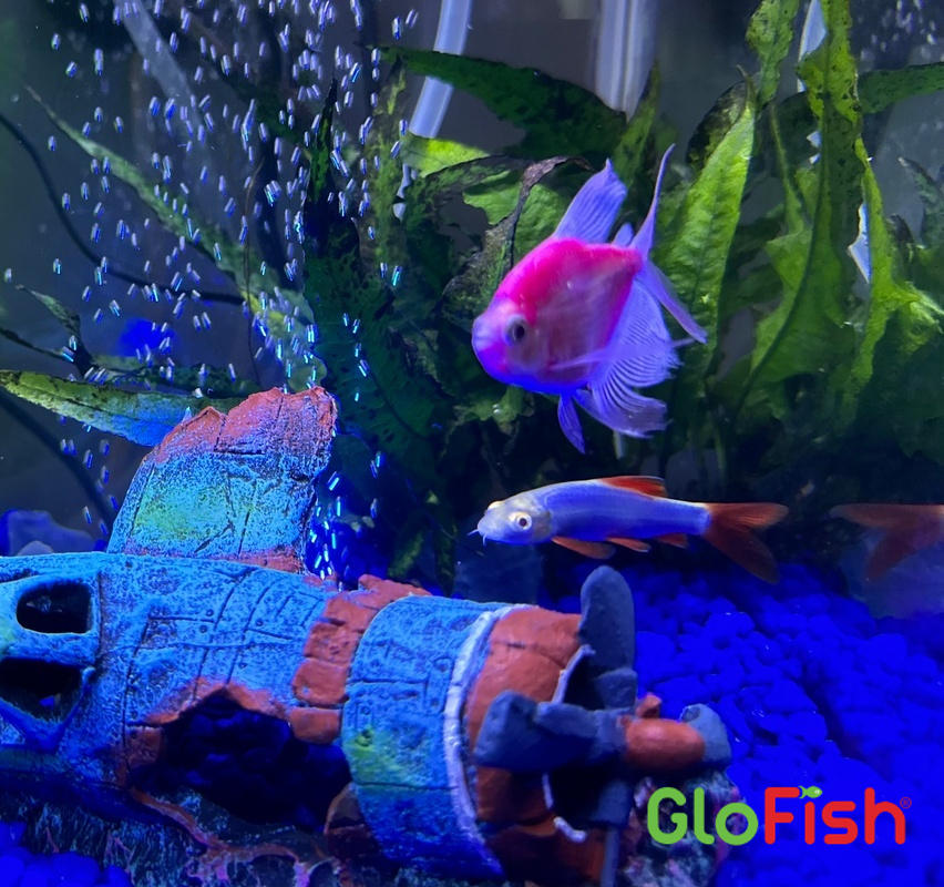 GloFish GloFish® Long-Fin Skirt Tetra Mixed Set (6 ct) Review