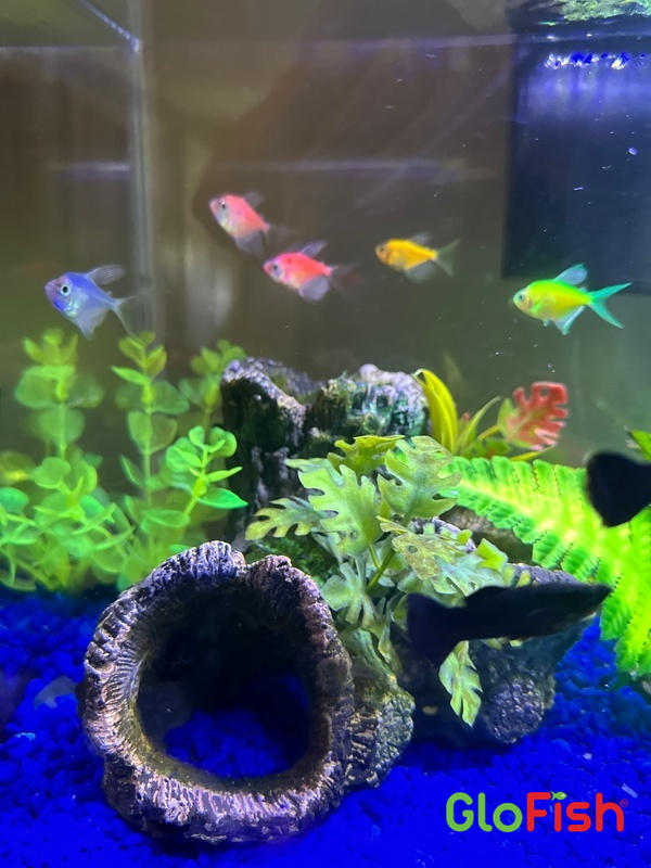 GloFish GloFish® Long-Fin Skirt Tetra Mixed Set (6 ct) Review