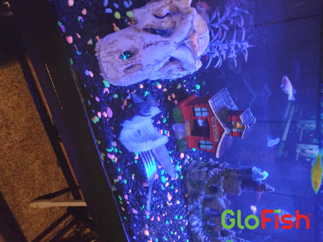 GloFish Bushy Nose Pleco Review