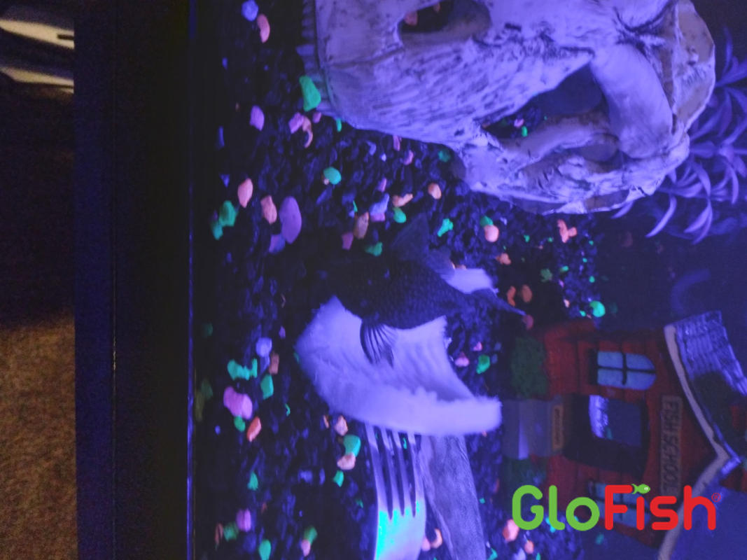 GloFish Bushy Nose Pleco Review