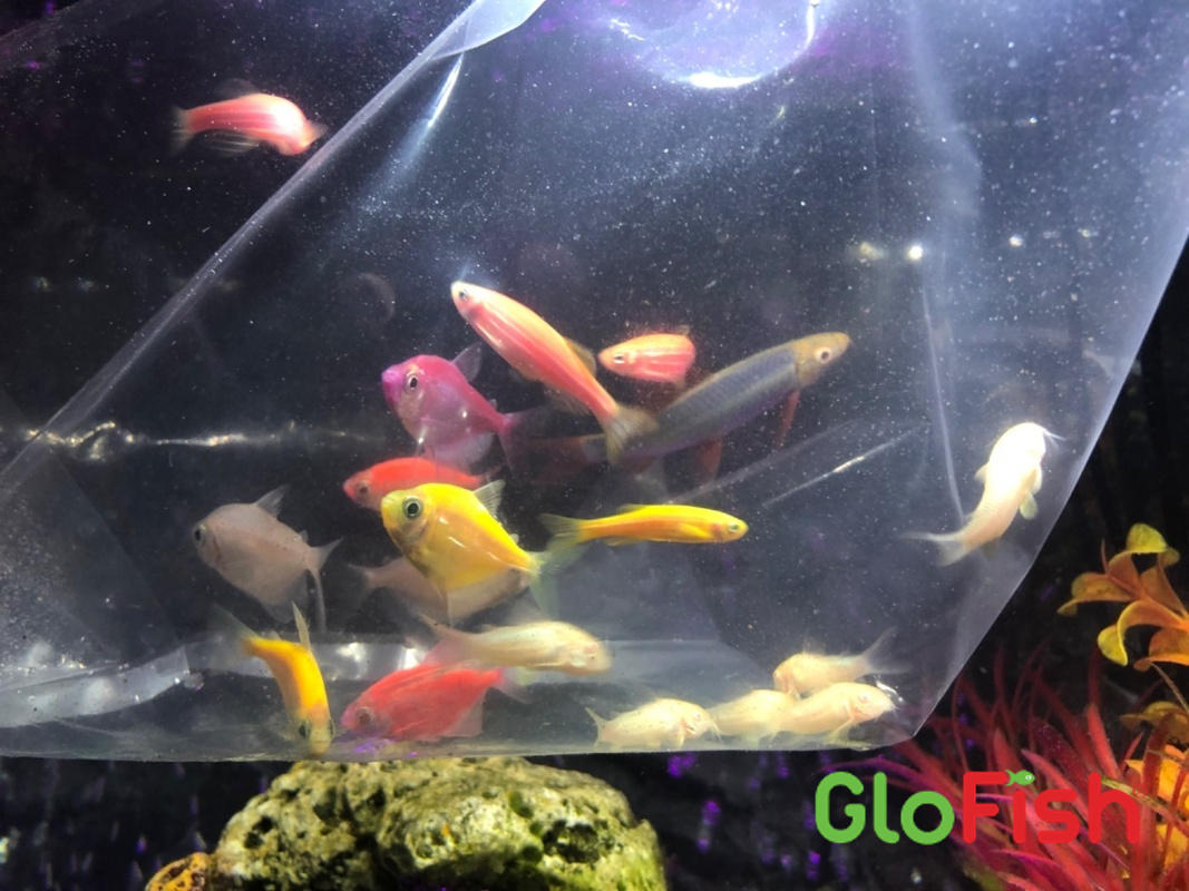 GloFish GloFish® Seasonal Sets Review