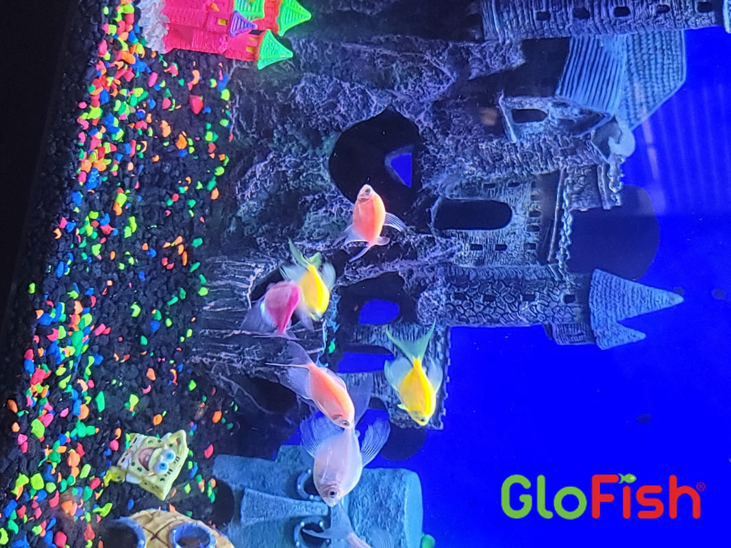 GloFish GloFish® Seasonal Sets Review