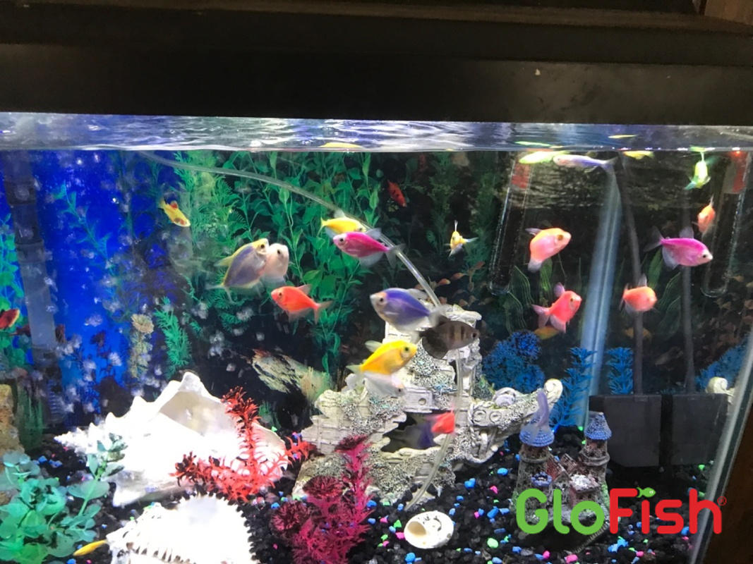 GloFish GloFish® Seasonal Sets Review