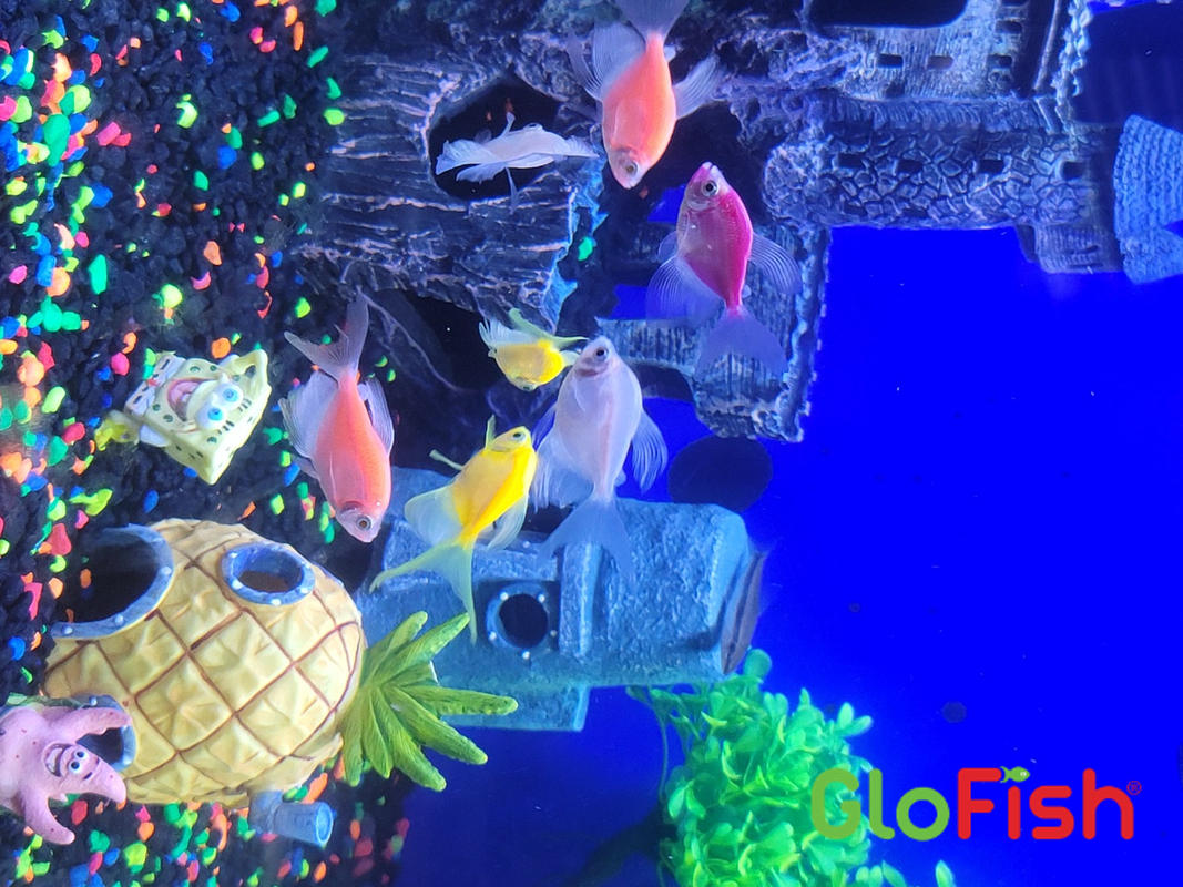 GloFish GloFish® Seasonal Sets Review