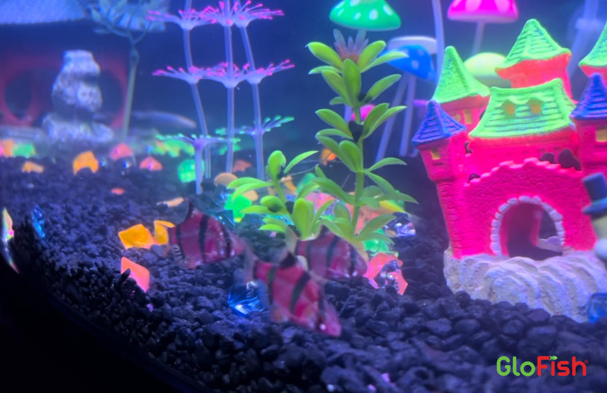 GloFish GloFish® Corydoras Single Color Set (3ct) Review