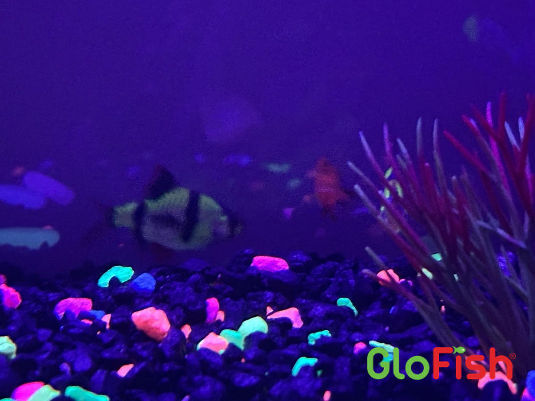 GloFish GloFish® Tiger Barb Mixed Set (3ct) Review