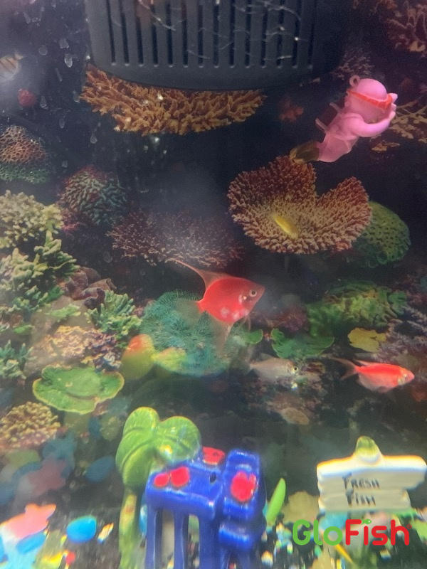 GloFish GloFish® Starfire Red® Angelfish (1 ct) Review