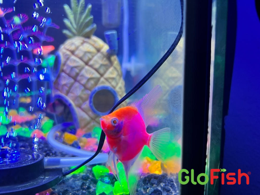 GloFish GloFish® Starfire Red® Angelfish (1 ct) Review
