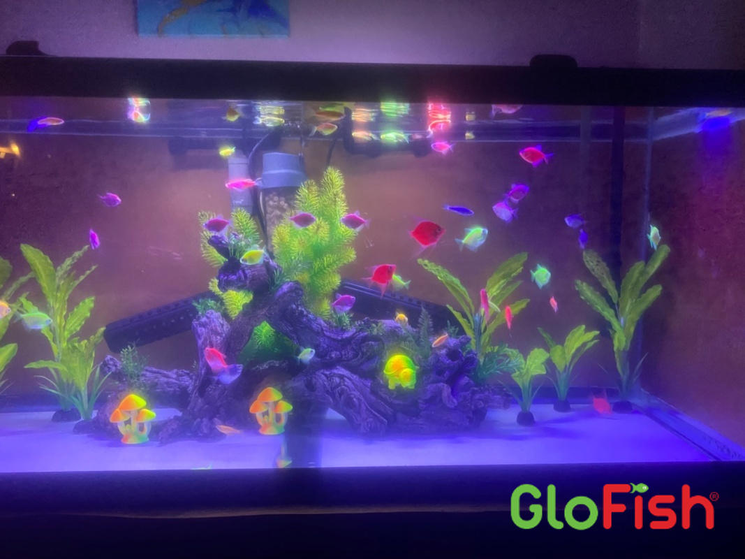 GloFish GloFish® Starfire Red® Angelfish (1 ct) Review