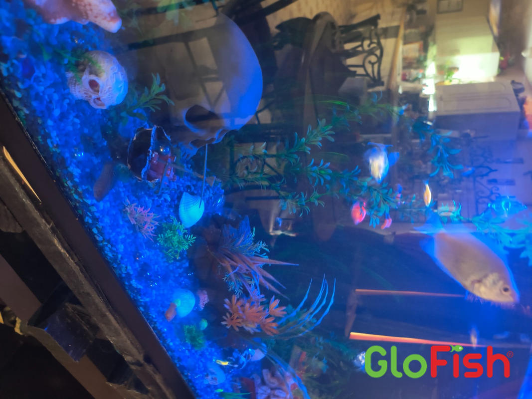 fish stuck upside down