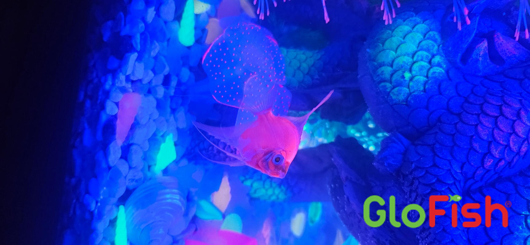 glofish angelfish