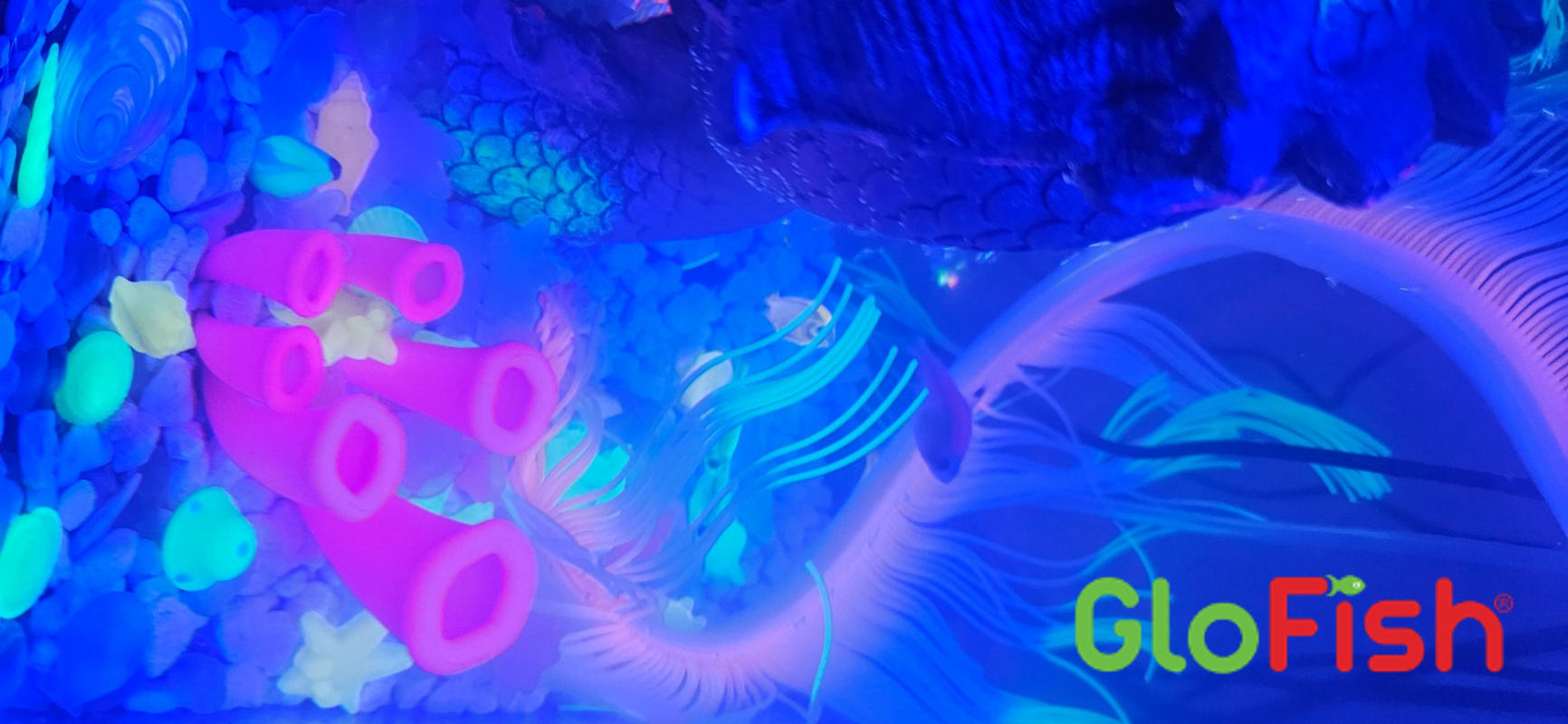 GloFish GloFish® Pristella Tetra and Angelfish Set (7 ct) Review