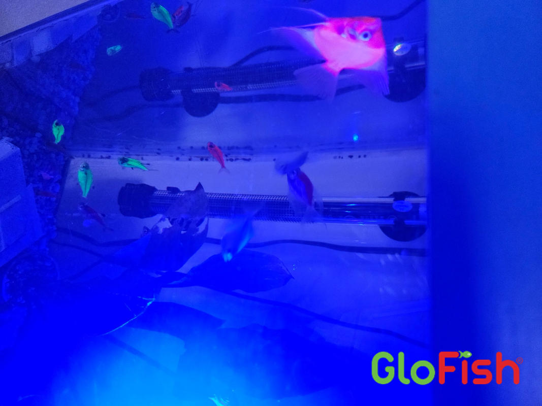 GloFish GloFish® Pristella Tetra and Angelfish Set (7 ct) Review