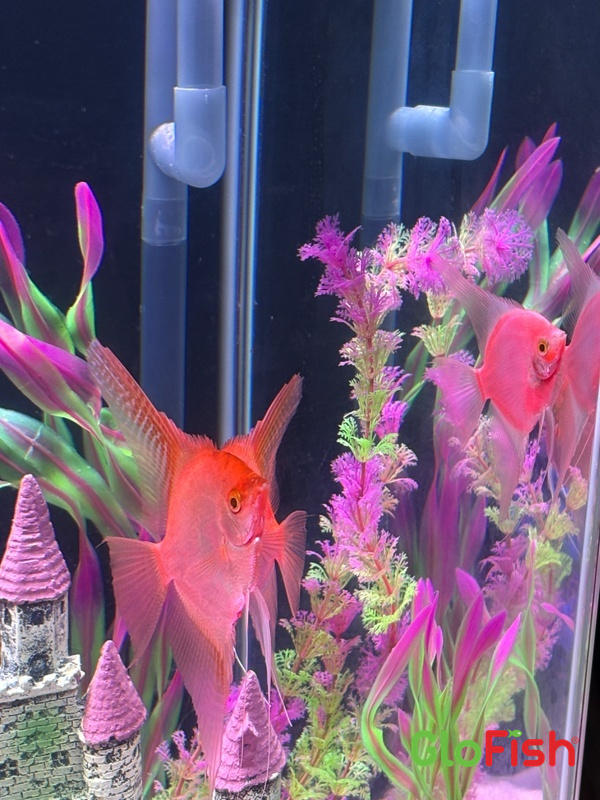 glofish angelfish