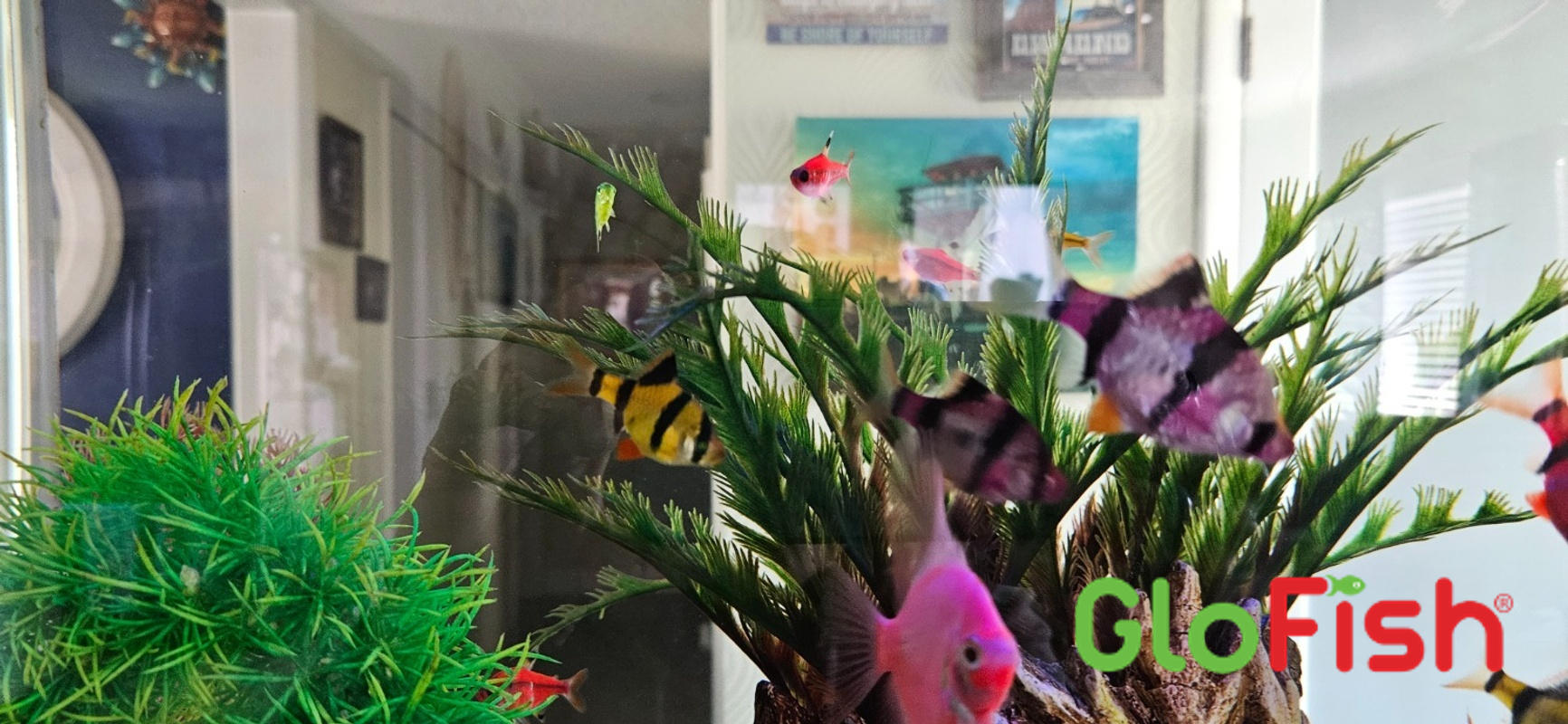 GloFish GloFish® Tiger Barb Deluxe Set (8ct) Review