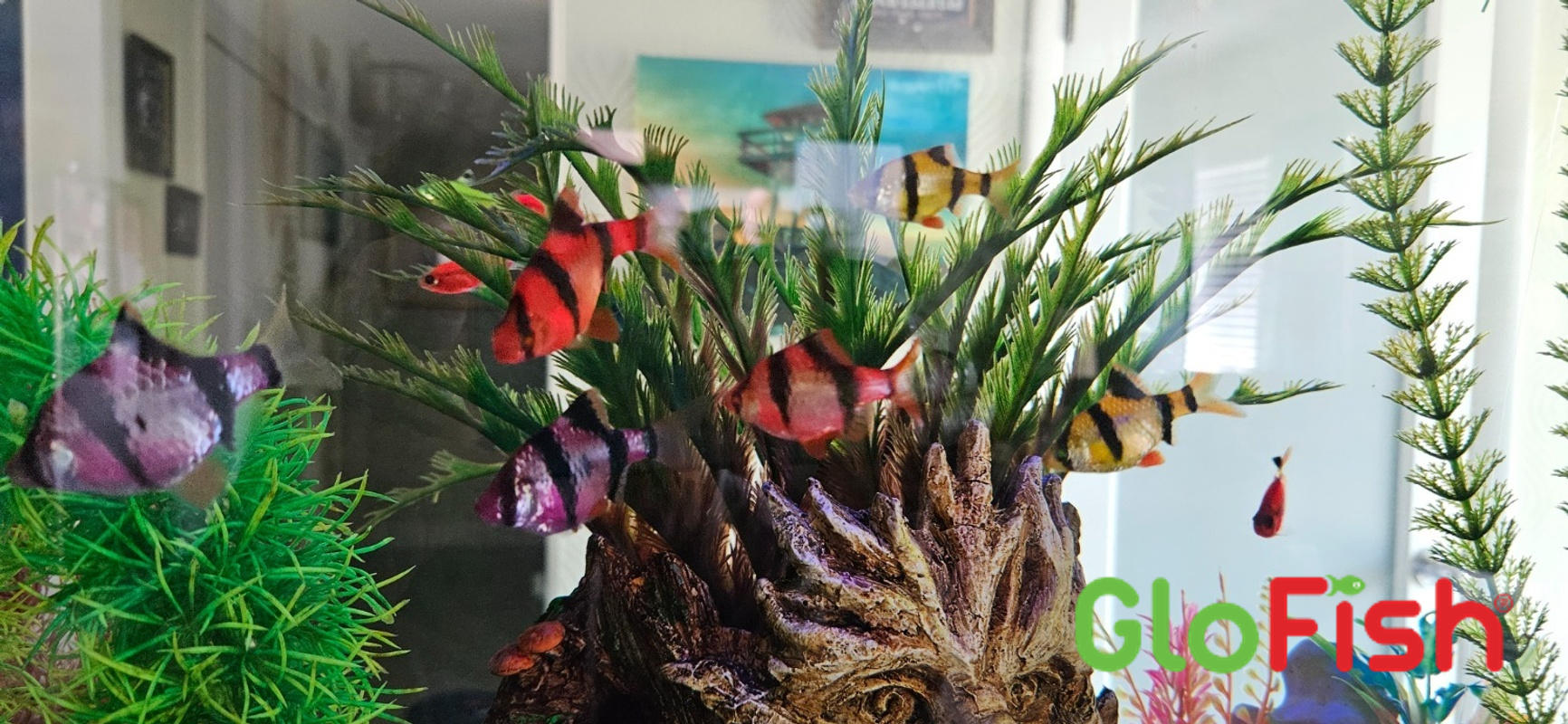 GloFish GloFish® Tiger Barb Deluxe Set (8ct) Review