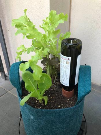 Terracotta Water Spike | Plant Self Watering | Trusted Brand - Up On ...
