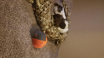 Pointer Cap – Alpha Dog Nutrition