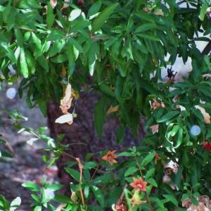 Atlas Carrot (70 Days)