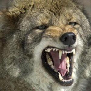 Tamiya Acrylic Paints XF9 X-F9 81709 Hull Red