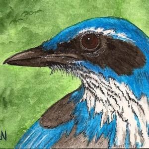 Real Cottontail Rabbit Skull For Sale – Skulls Unlimited International ...