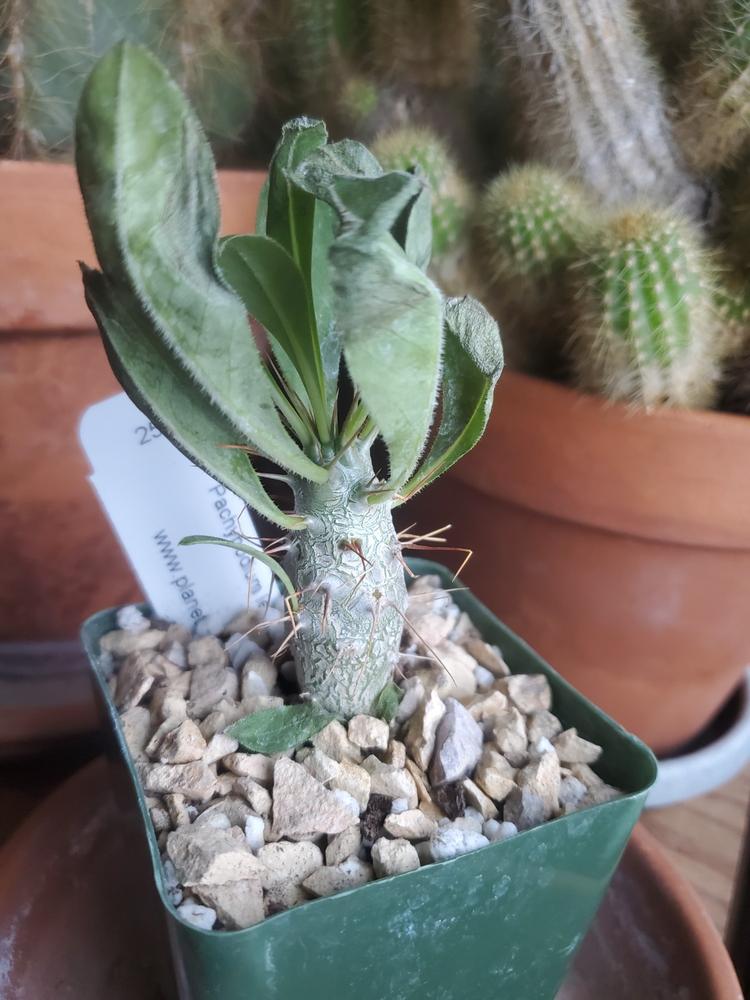 Shop For Pachypodium Lealii Online | Bottle Tree | Planet Desert