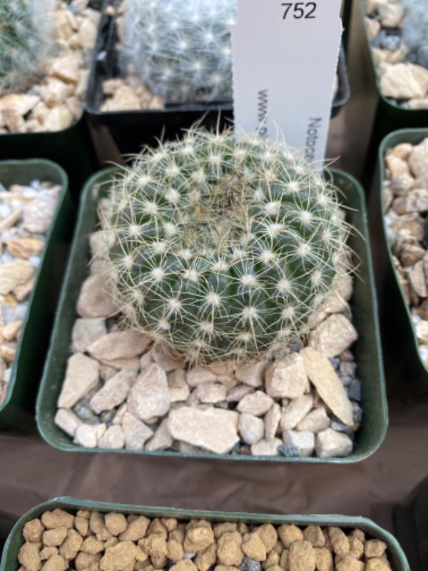 Notocactus apricus – Planet Desert